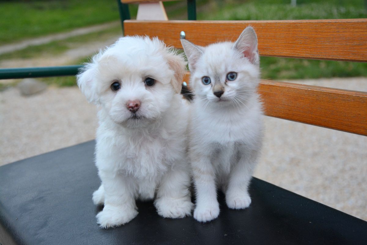 Puppy & Kitten Care: Essential First Steps